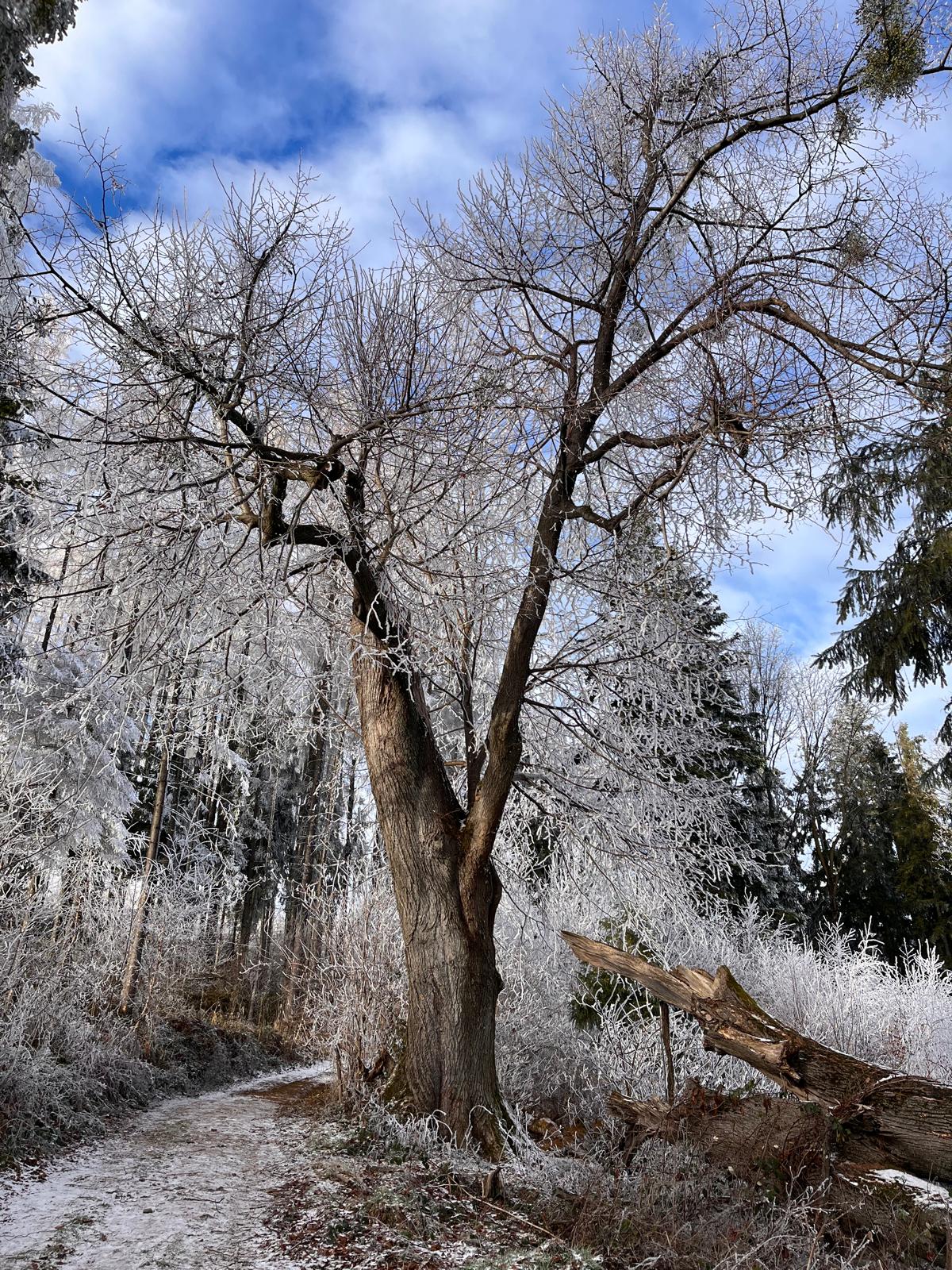 Leden 2026 :: literatinawebujedemedal